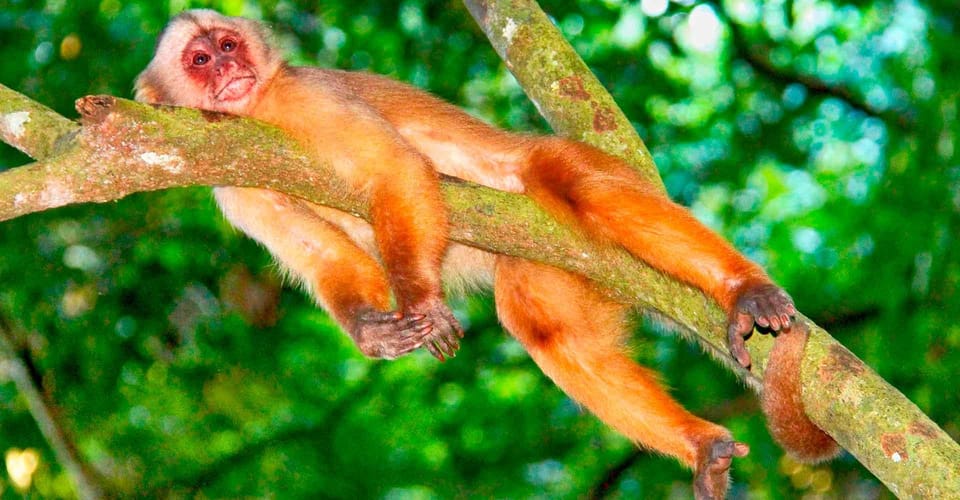 Monkey Island Tour + Kayak | GetYourGuide