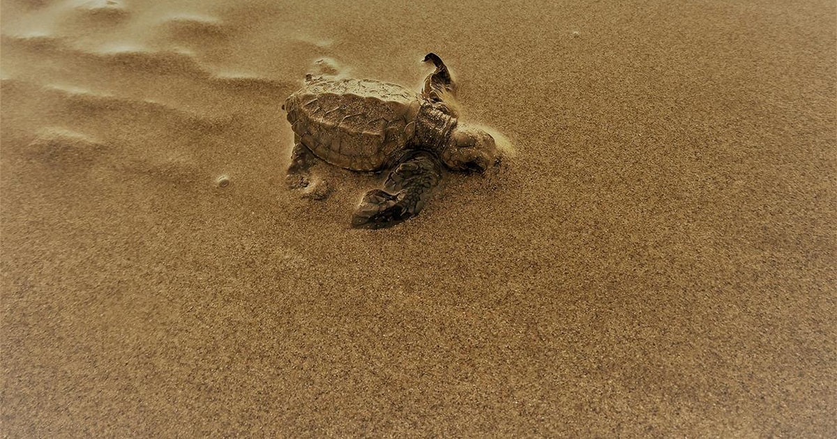 Mafia Island: Turtle Hatch Watching Tour med guide | GetYourGuide
