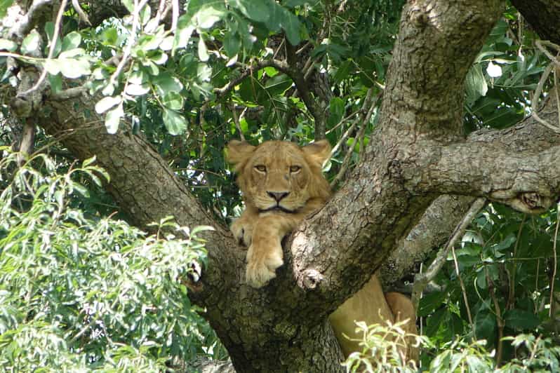 Ouganda : 4 jours dans le parc national Queen Elizabeth | GetYourGuide