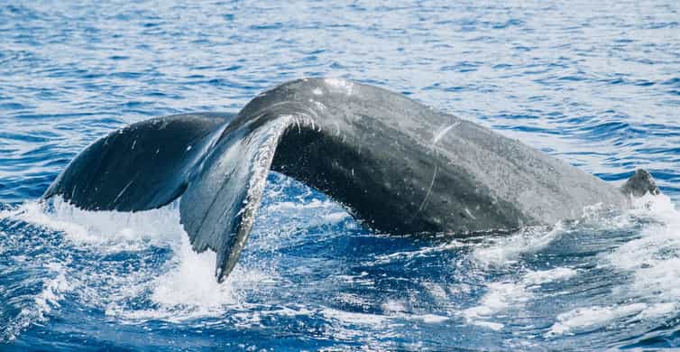 Maui: Midday Sail with the Whales Māʻalaea Harbor | GetYourGuide