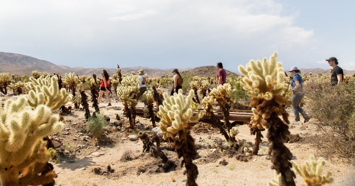Národní park Joshua Tree: Prohlídka a pěší túra | GetYourGuide