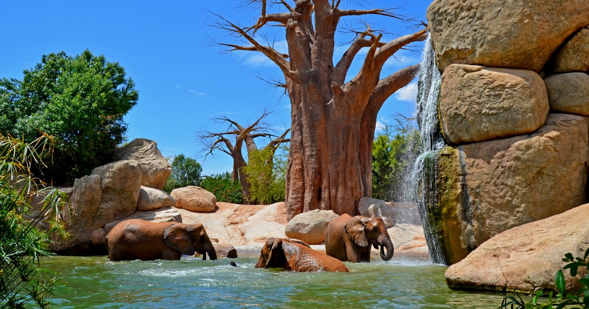Valensiya Bioparc Valensiya Giriş Bileti | GetYourGuide