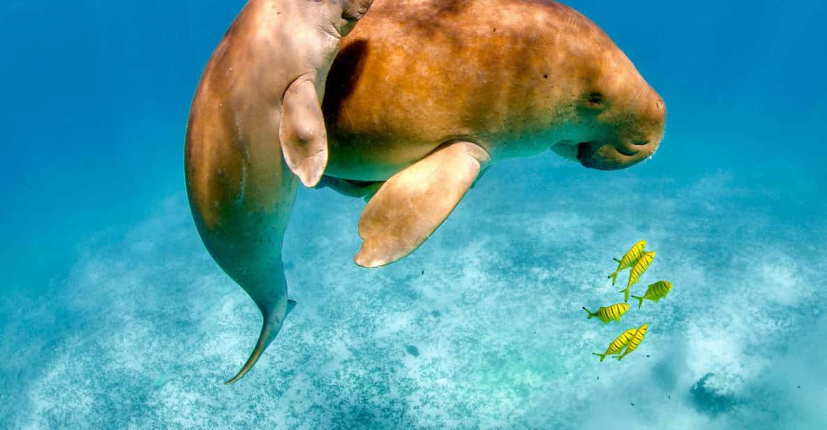 Coron: Dugong Watching with Sea Turtle and Coral Garden tour | GetYourGuide