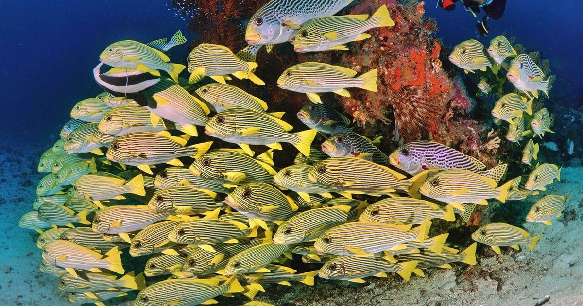 Bali/Amed: 2 Fun Dives with Sharks, Turtles & Reef Fish | GetYourGuide