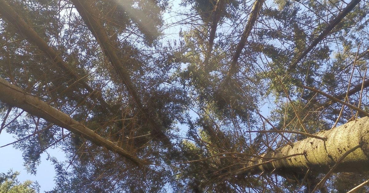 Step out of the busy everyday life with Forest Bathing | GetYourGuide