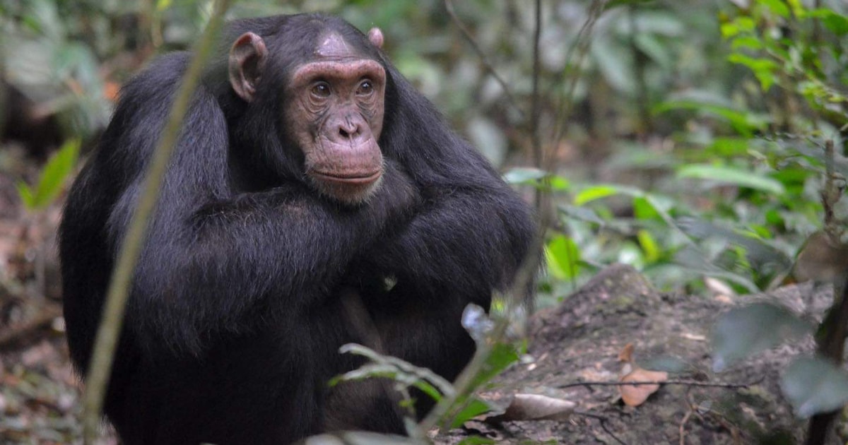 5 Days Uganda Gorilla and Chimpanzee Safari | GetYourGuide