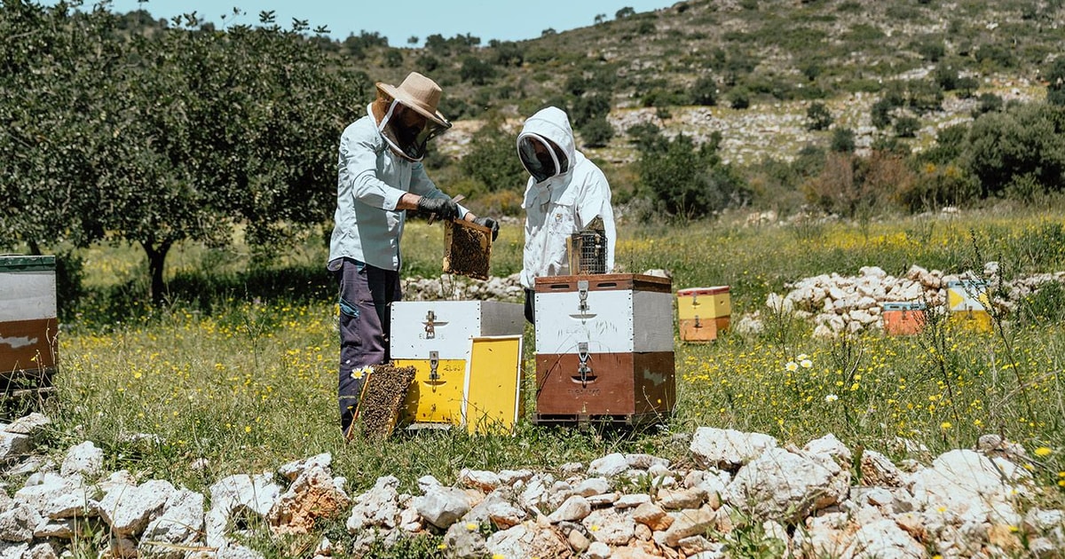 Crète : grotte de Melidoni, miel, huile d'olive et Reptisland ...