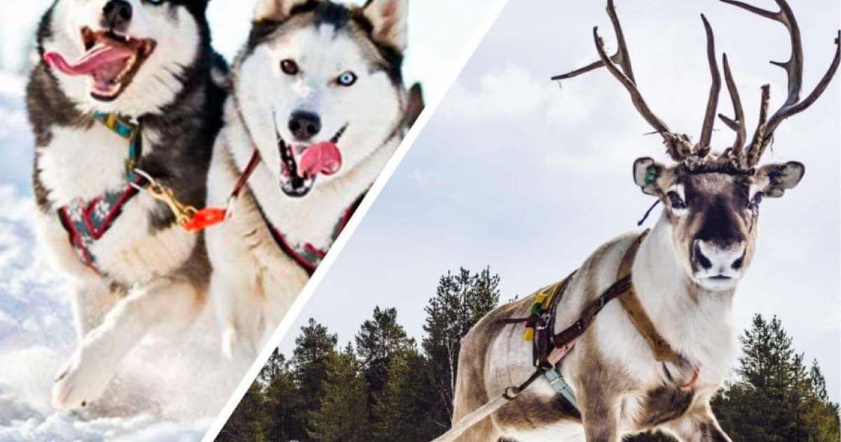 Combo Tour\Husky and Reindeer Sledding Ride in Levi | GetYourGuide