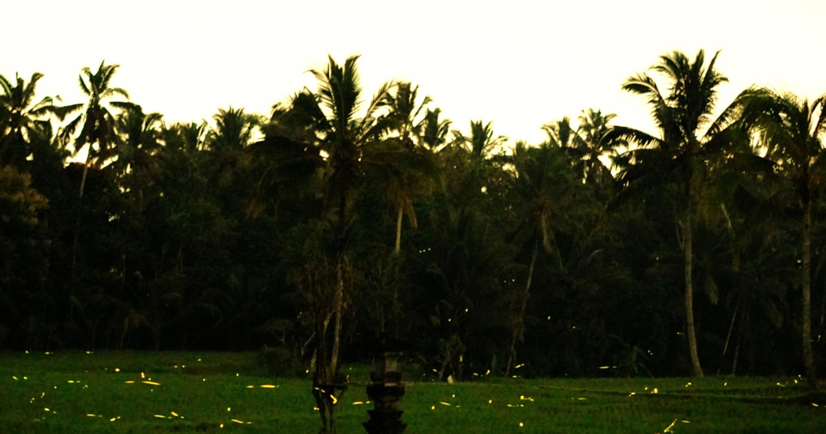 Bali: Magical Night Firefly Tour & Authentic Culture insight | GetYourGuide