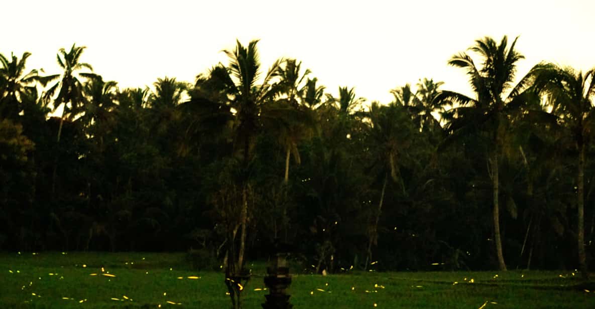 Bali: Magical Night Firefly Tour & Authentic Culture insight | GetYourGuide