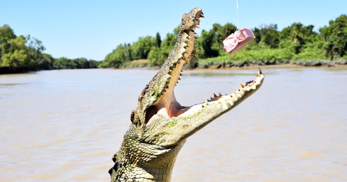 Darwin: Crociera Pathfinder Original Jumping Crocodile | GetYourGuide