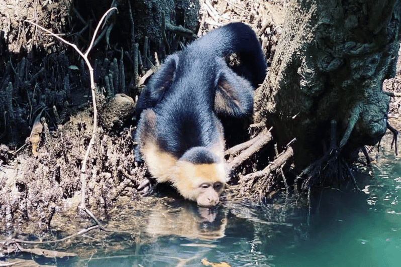 Monkey Mangrove Tour | GetYourGuide