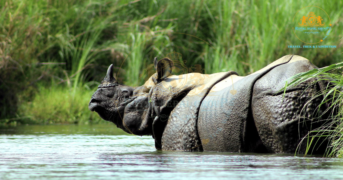 Chitwan Nepal: Chitwan National Park Safari 3-Day Tour | GetYourGuide