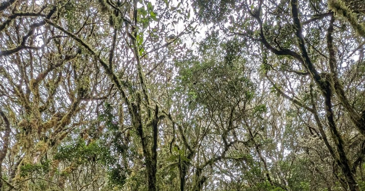 Hike through the Cloud Forest in Choachi, from Bogota | GetYourGuide