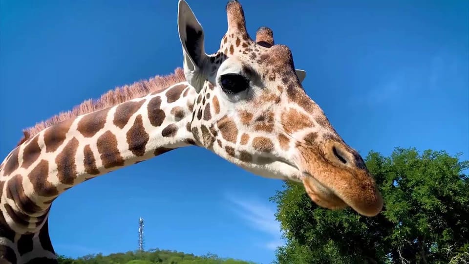 Monterrey: Aventura Safari en el Bioparque Estrella | GetYourGuide