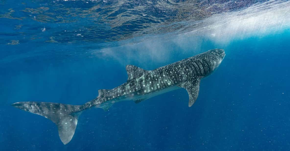 Svømning med hvalhaj | GetYourGuide