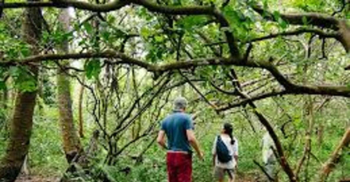 Zanzibar: Dagtrip Jozani Forest & Mangroves Bay met Lunch | GetYourGuide