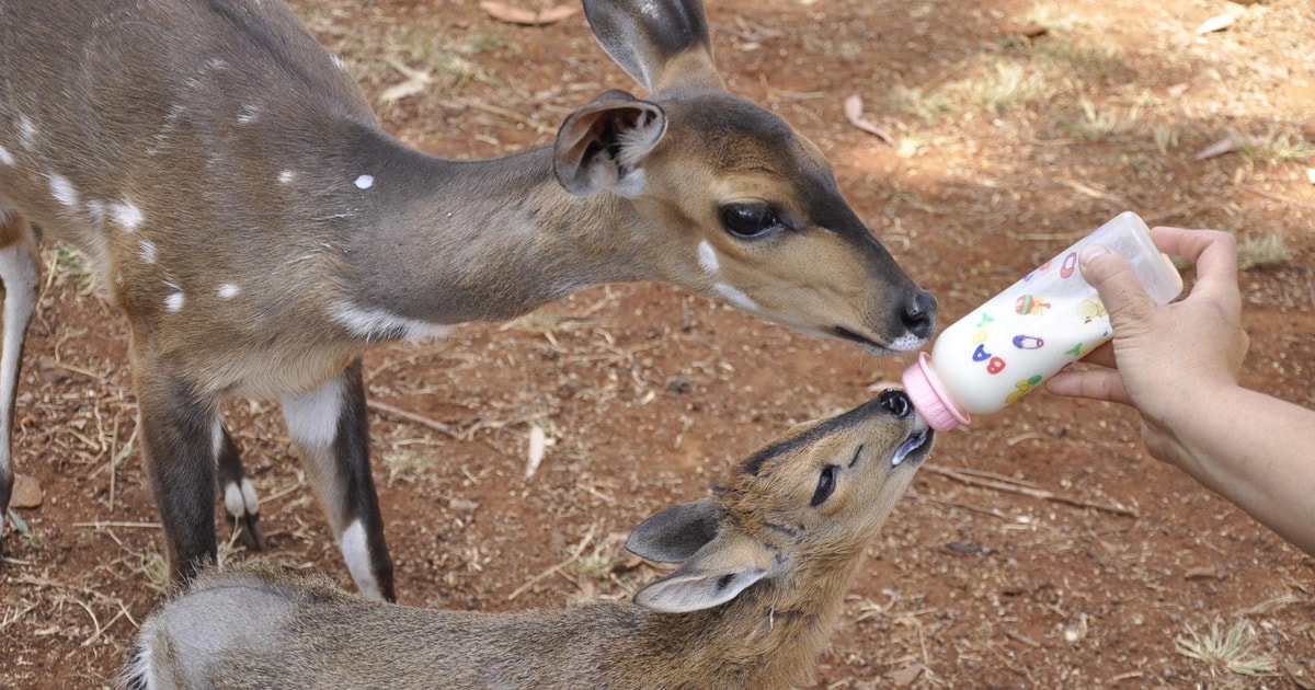 Nairobi Animal Orphanage, SafariWalk und Bomas of Kenya Tour | GetYourGuide