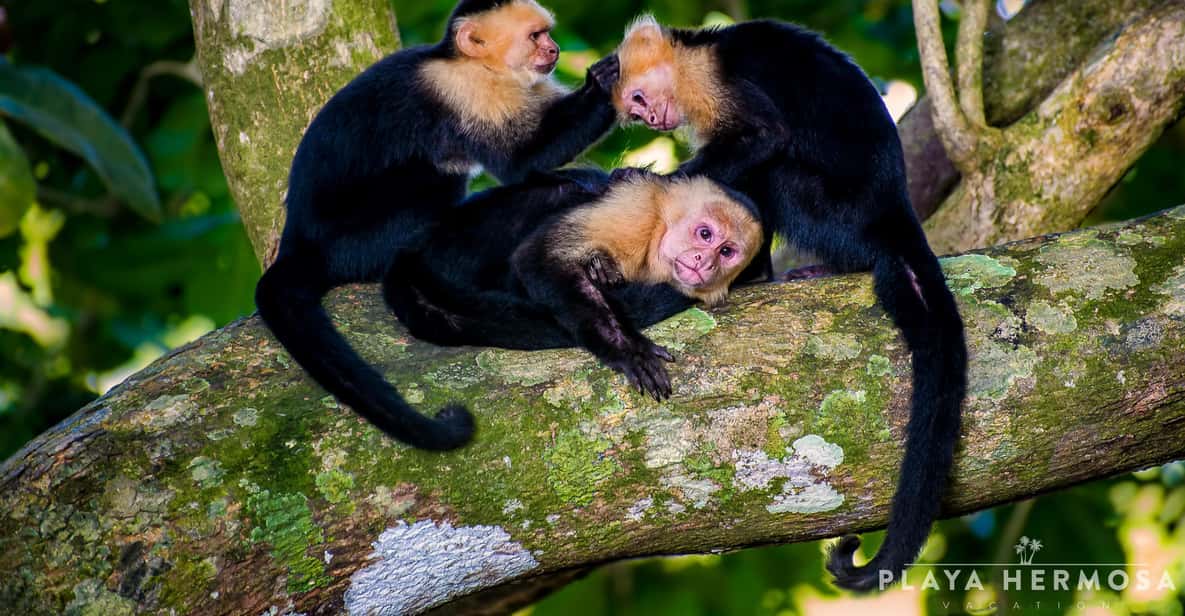 Fra Jaco: Mødet med aben og oplevelsen af det lokale køkken | GetYourGuide