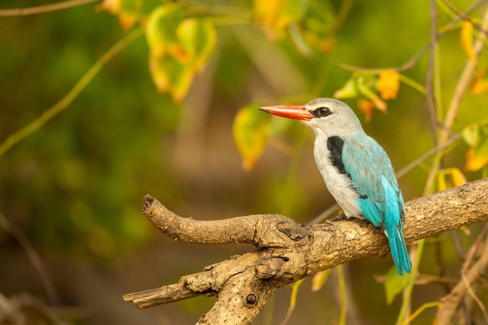 Parque Nacional de Saadani: safari de 2 días | GetYourGuide