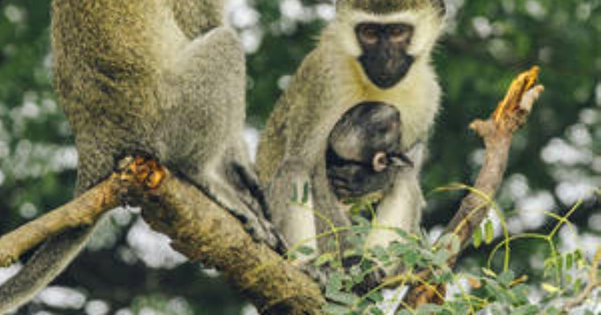 Uganda: 15 zile de aventură Safari cu animale sălbatice în Uganda ...