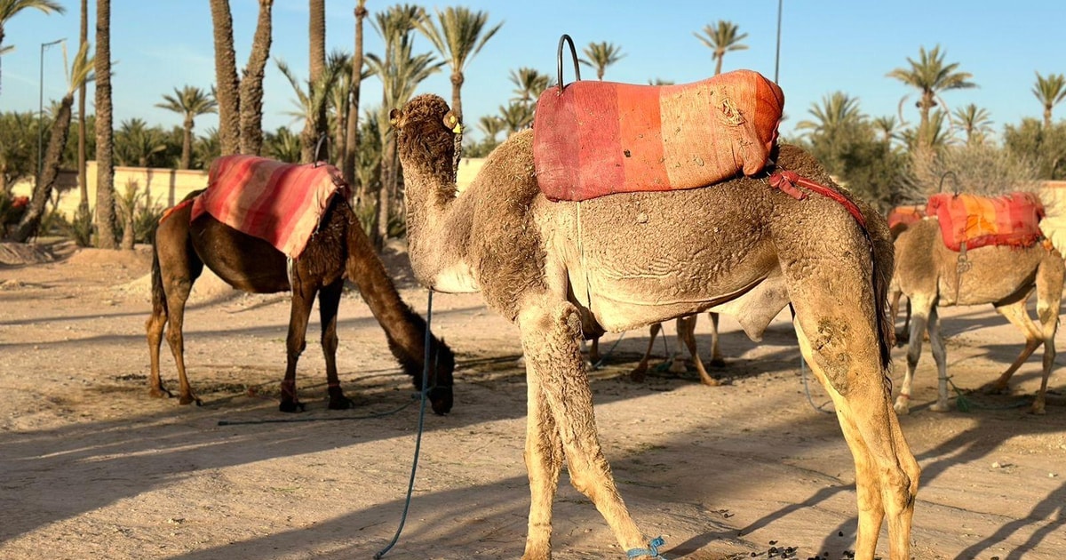 Half day camel ride palmerie desert | GetYourGuide