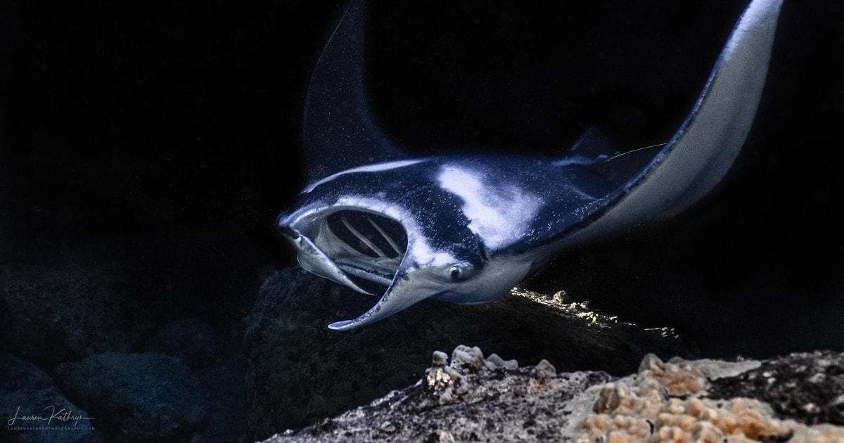 Big Island: Manta Rochen Schnorchel Bootstour | GetYourGuide