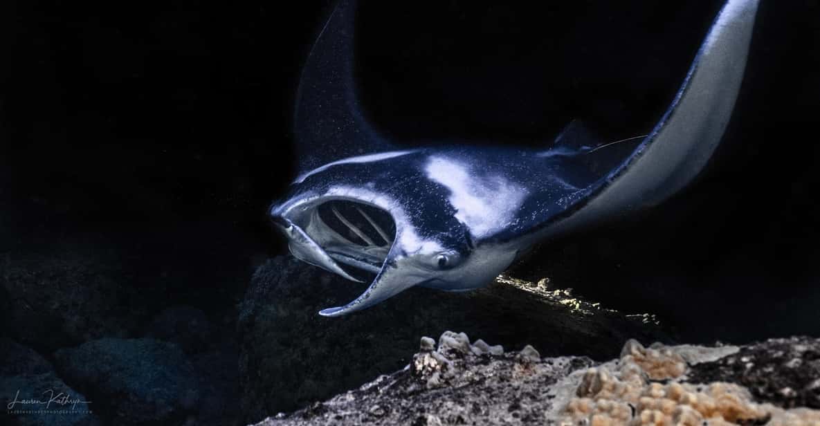 Big Island: Manta Ray Snorkel Boat Tour | GetYourGuide