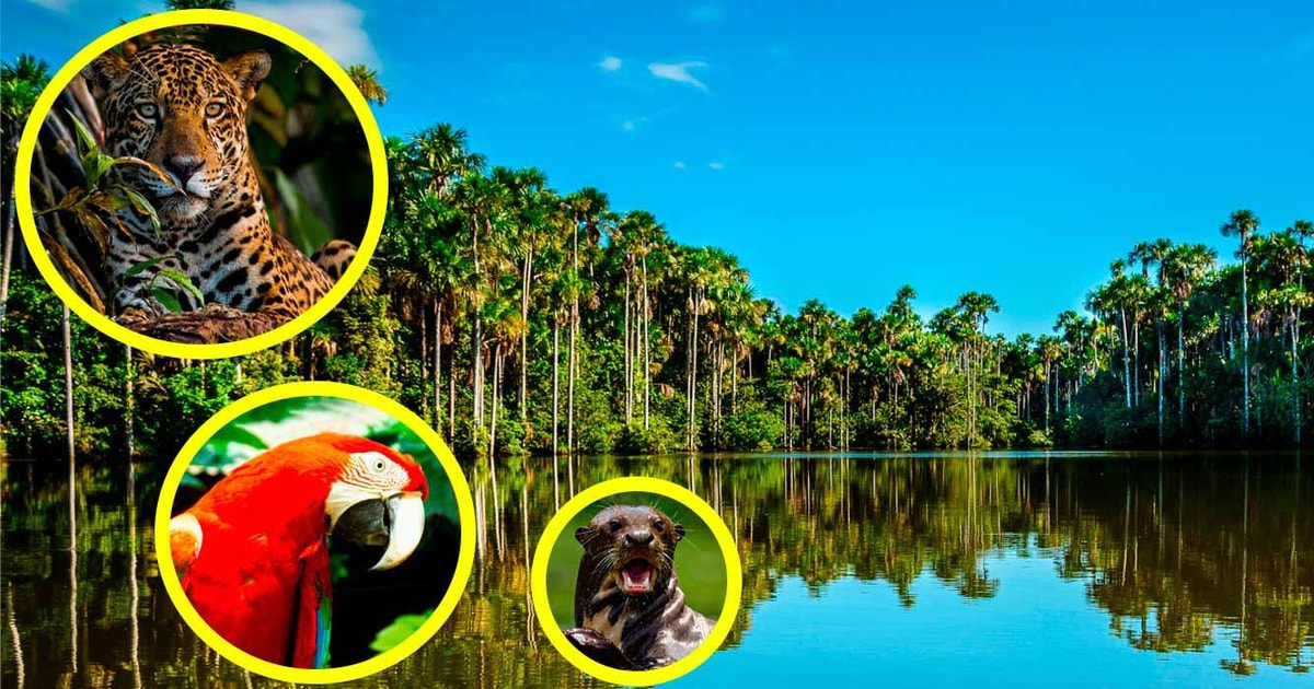 Mother of God: Saldoval Lake + Visit to the Macaws | GetYourGuide