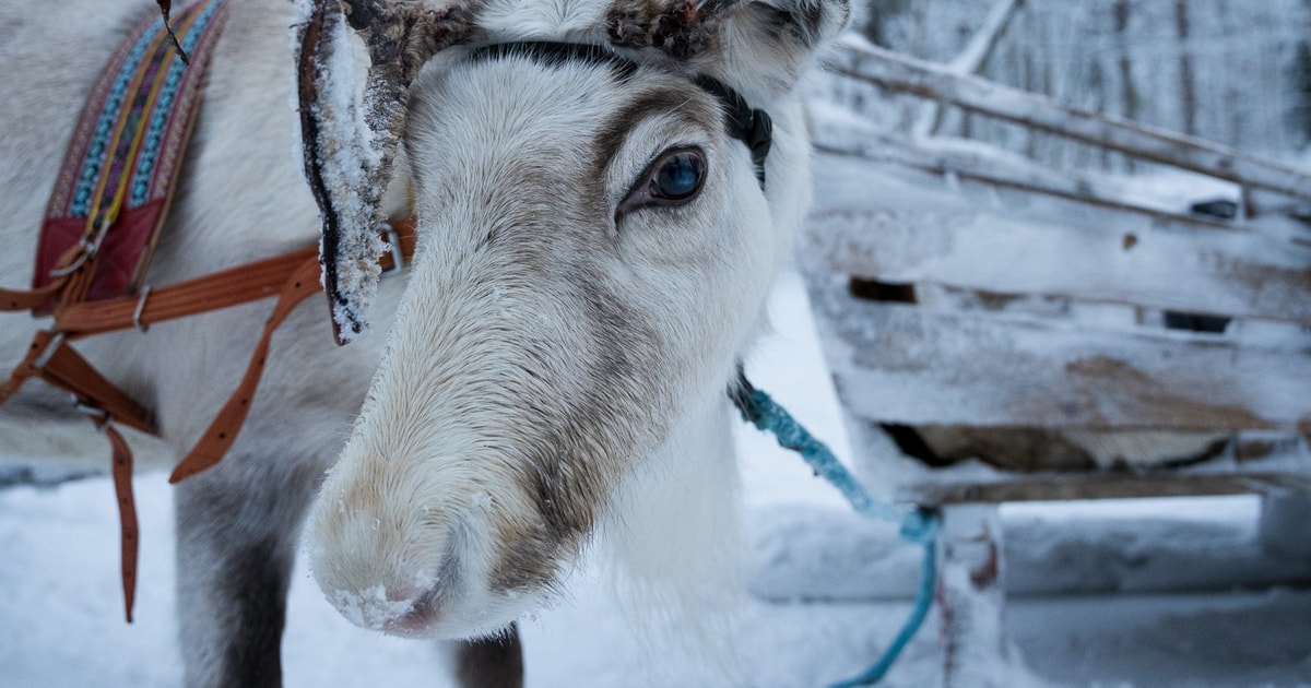 Levi Polar Lights Tours: Degustazione di renne e husky | GetYourGuide