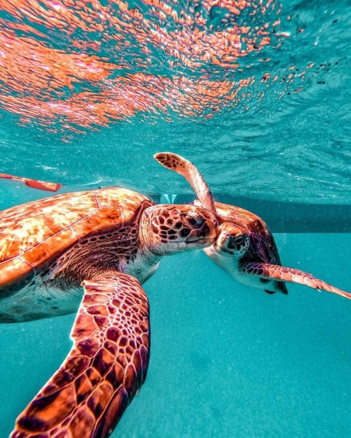 Snorkel and swim with sea turtles | GetYourGuide