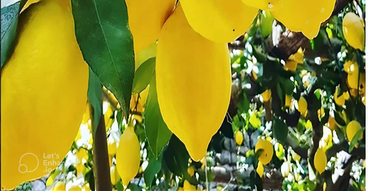 Amalfi Coast: lemon tour with tasting | GetYourGuide