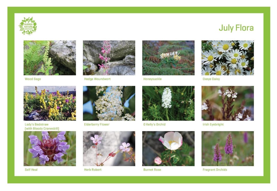 Burren Botany Experience | GetYourGuide