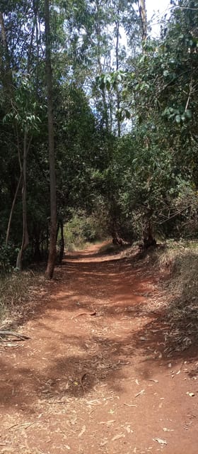 Karura forest: A walking tour into Nairobi's Nature Oasis | GetYourGuide