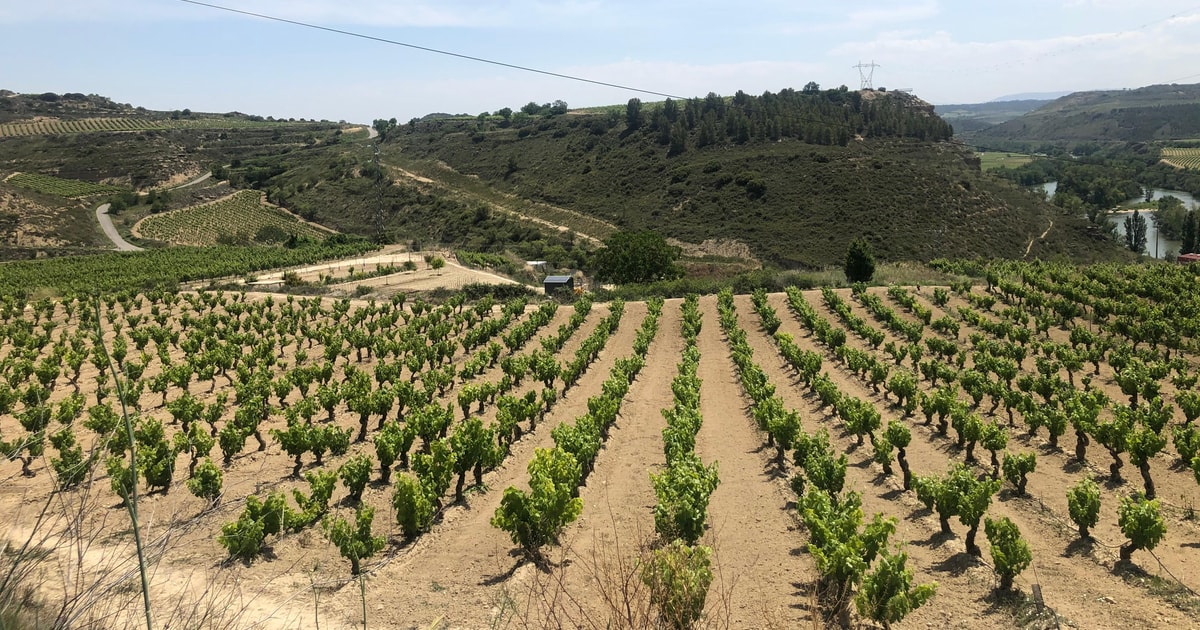 Rioja Wine Tour: 3 Wineries & Pintxos Lunch | GetYourGuide