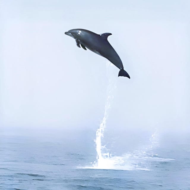 Setúbal: Dolphin-Watching Boat Tour | GetYourGuide