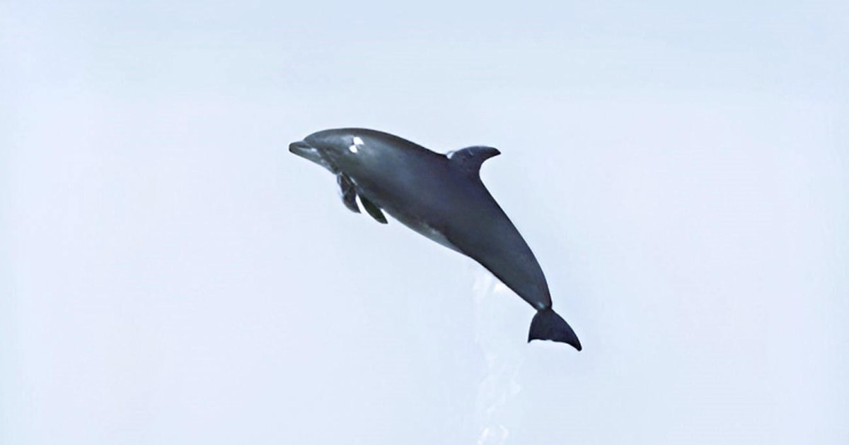 Setúbal: Dolphin-Watching Boat Tour | GetYourGuide