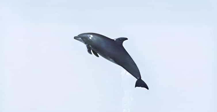 The BEST Troia, Portugal Dolphin & whale watching 2023 - FREE ...