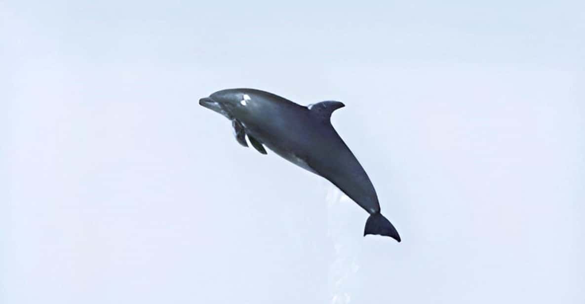Setúbal: Dolphin-Watching Boat Tour | GetYourGuide