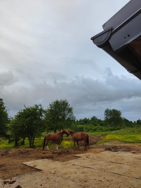 Wild Spring Ranch: Rakovica, Croatia, Horse Riding | GetYourGuide