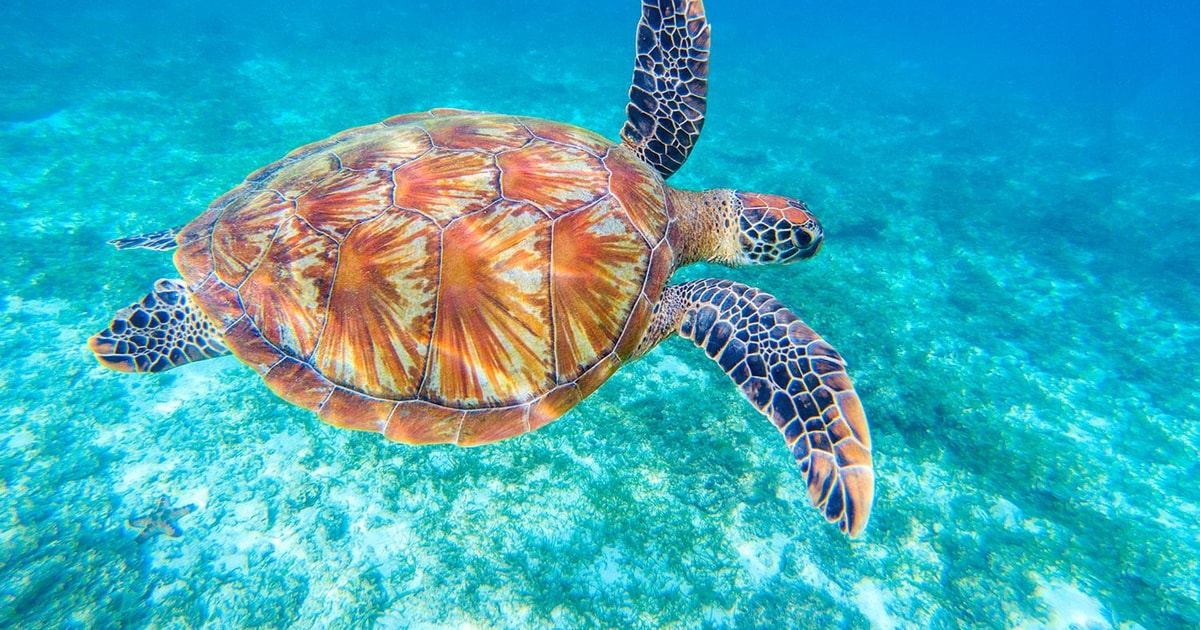 Piura: Udflugt til Mancora og svømning med skildpadder | GetYourGuide