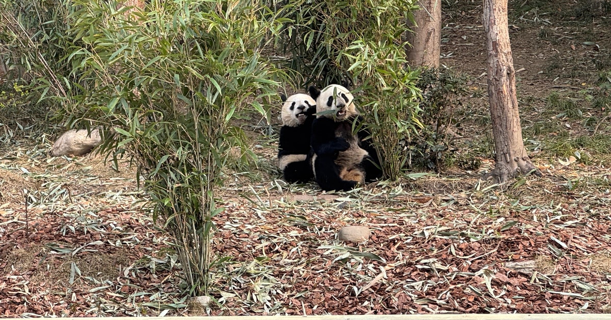 Chengdu Research Base of Giant Panda Breeding Entry Ticket | GetYourGuide