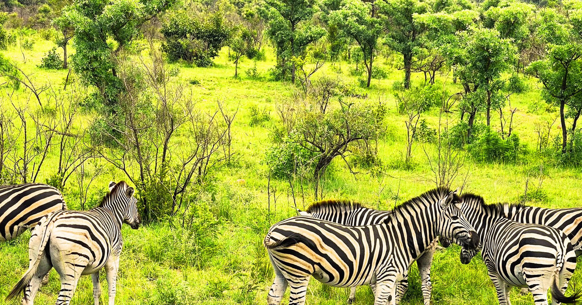 Kruger National Park 3 Days Best Ever Safari from Cape Town | GetYourGuide