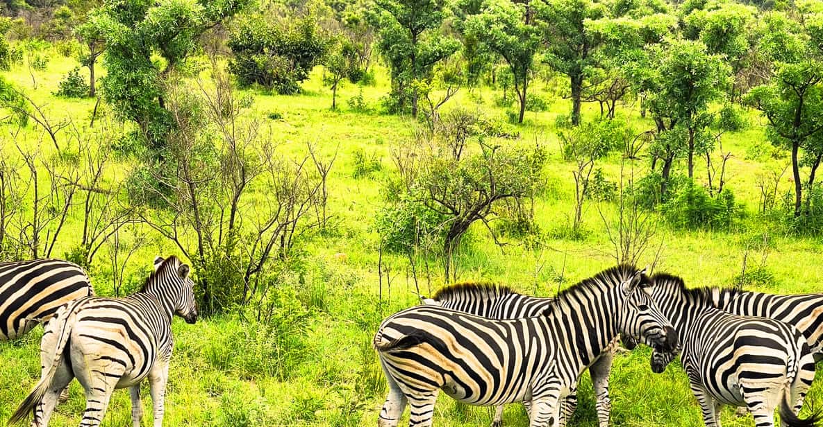 Kruger National Park 3 Days Best Ever Safari from Cape Town | GetYourGuide