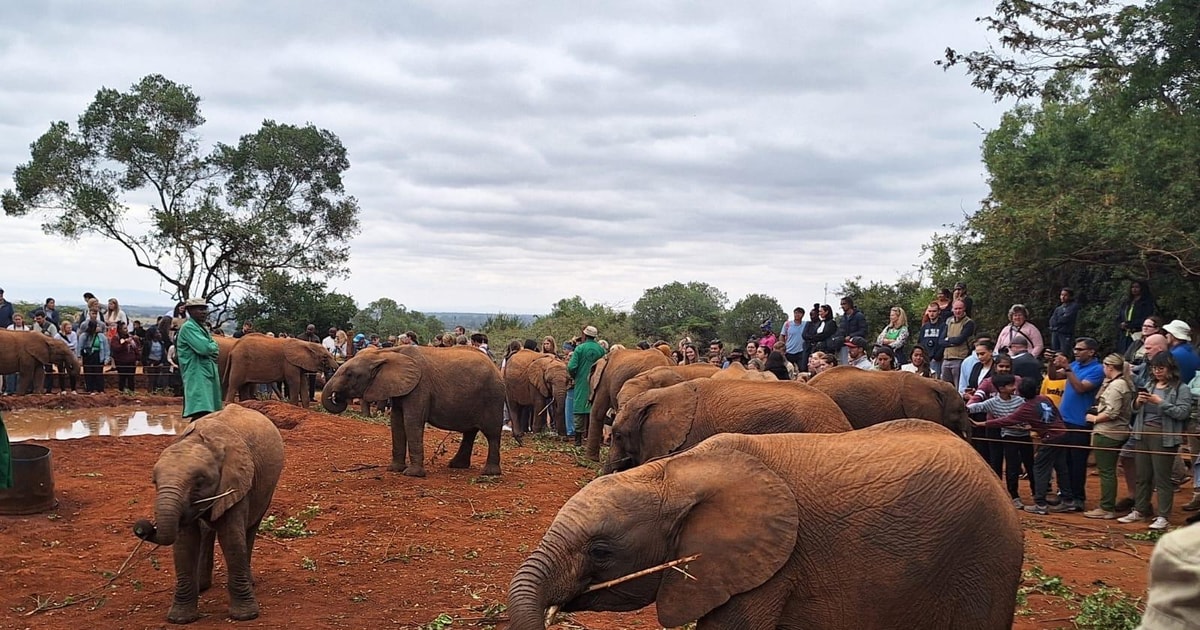 Desde Nairobi Excursión de un día al David Sheldrick Elephant Trust ...