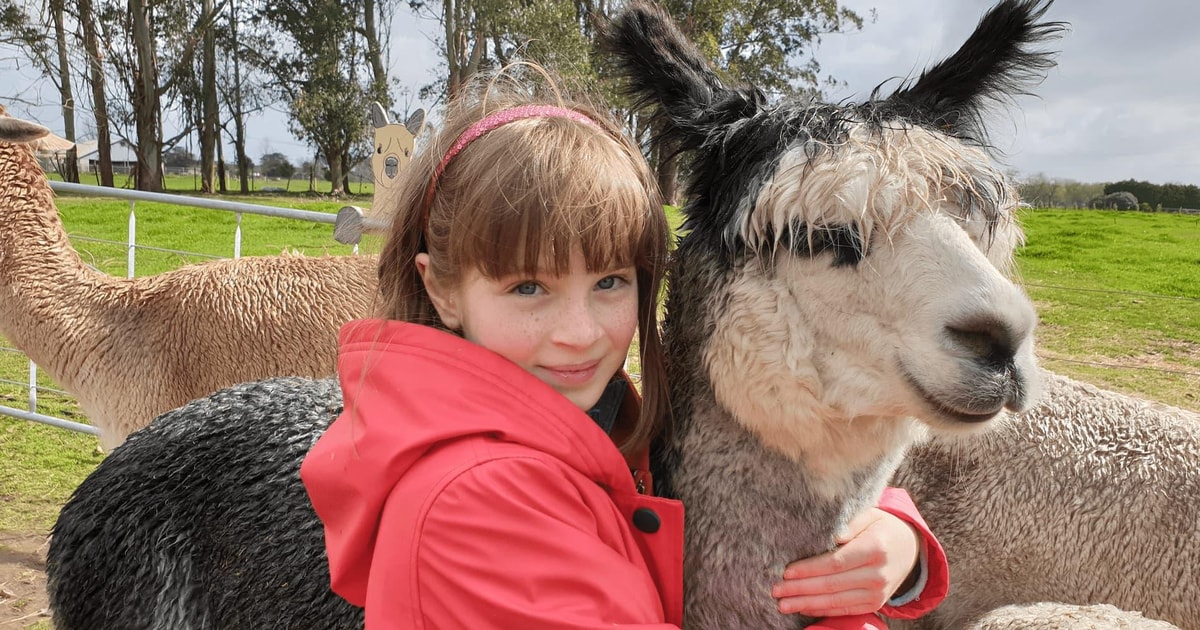 Klassische Alpaka-Tour in Neuseeland | GetYourGuide