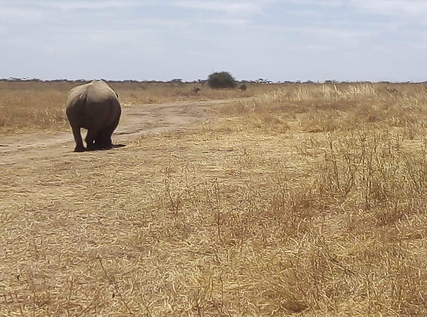 6-Days Go Kenya Safari-the Famous Masai Mara and Samburu | GetYourGuide