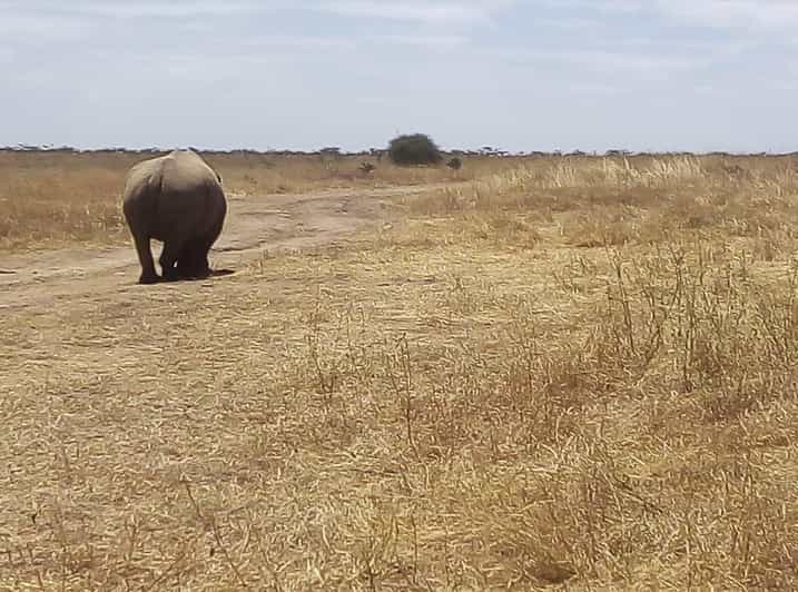 6-Days Go Kenya Safari-the Famous Masai Mara and Samburu | GetYourGuide