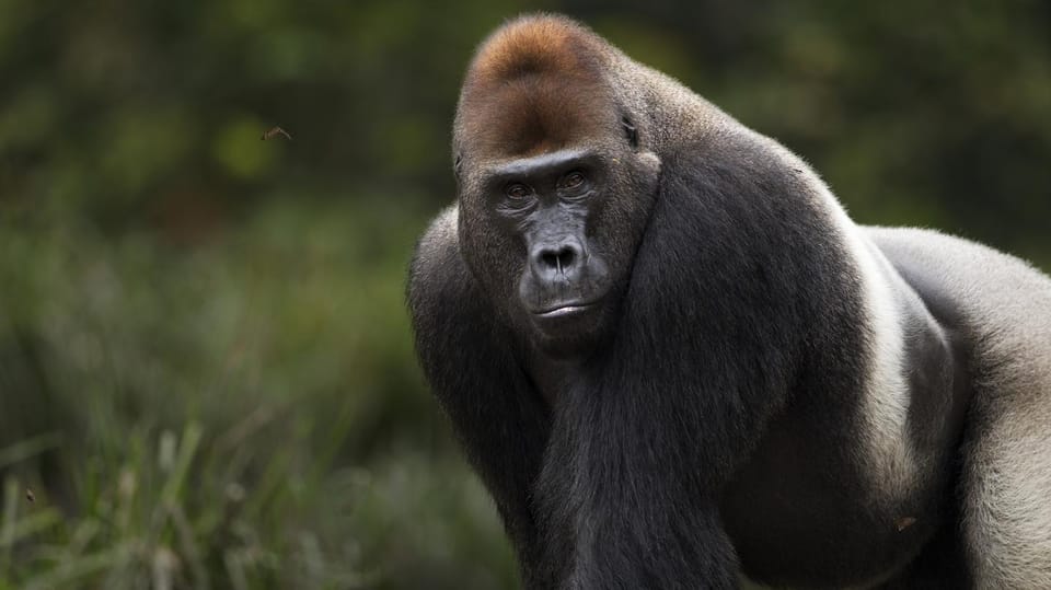 Wycieczka na goryle: 2-dniowe safari w sanktuarium Lesio Luna ...