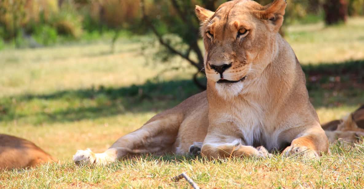 Johannesburg: Lion Park Safari and Cultural Village Tour | GetYourGuide